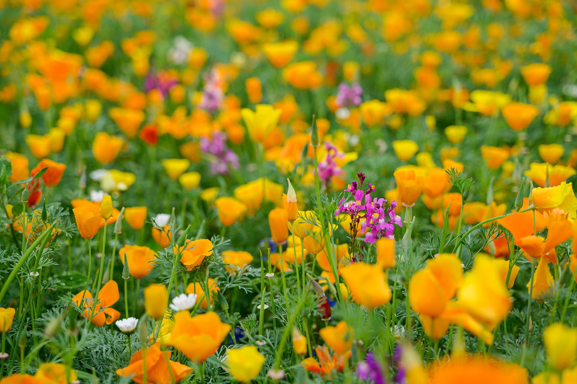 Front page | Slovak university of agriculture in Nitra