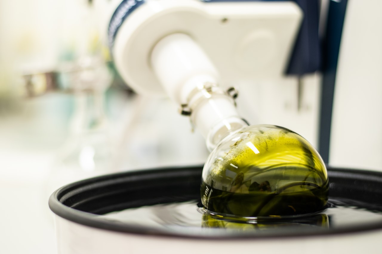 SUA researchers test algae. They can be suitable as a functional food ...