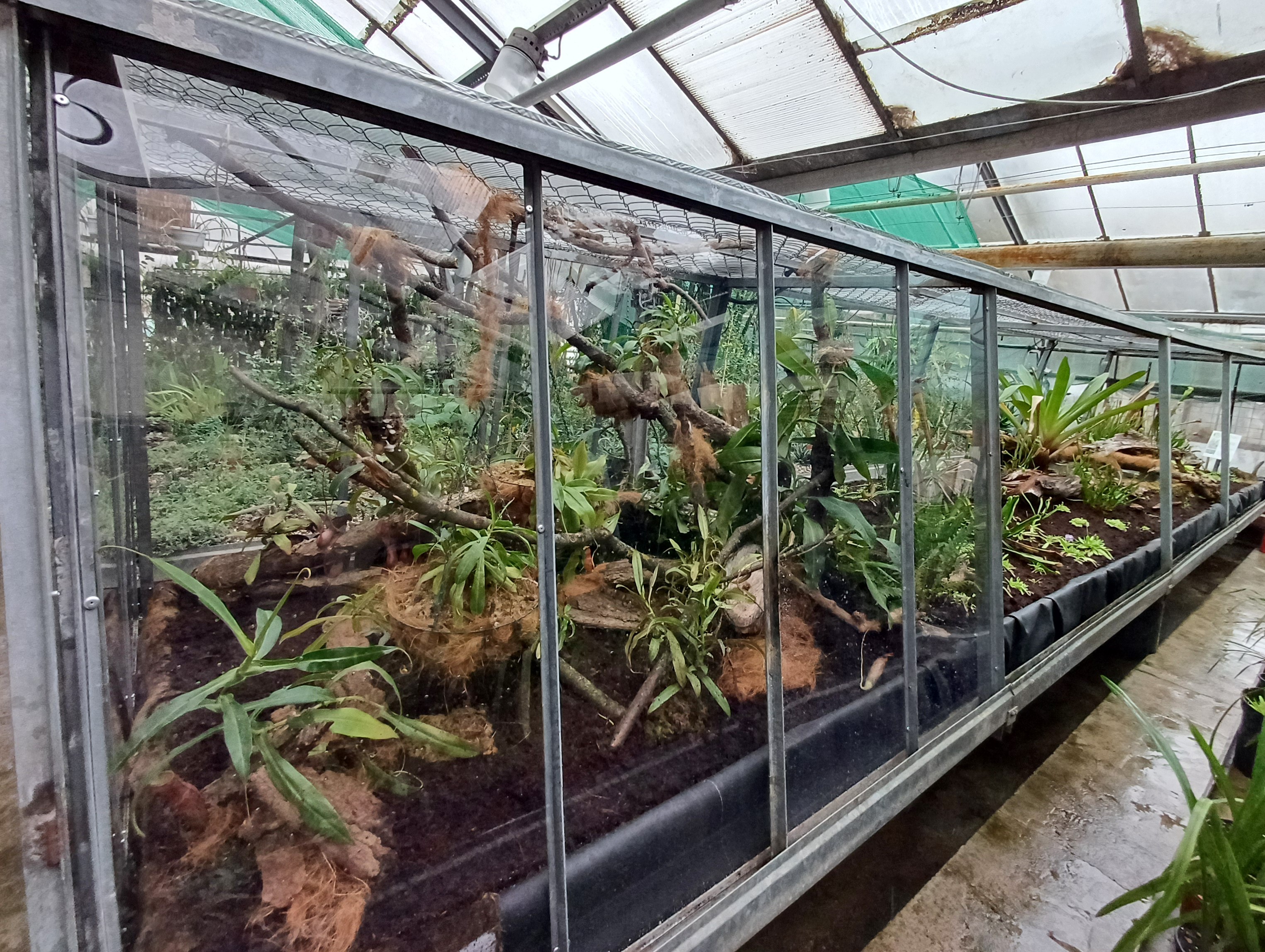 Botanická záhrada SPU obnovila expozíciu mäsožravých rastlín | SPU Nitra