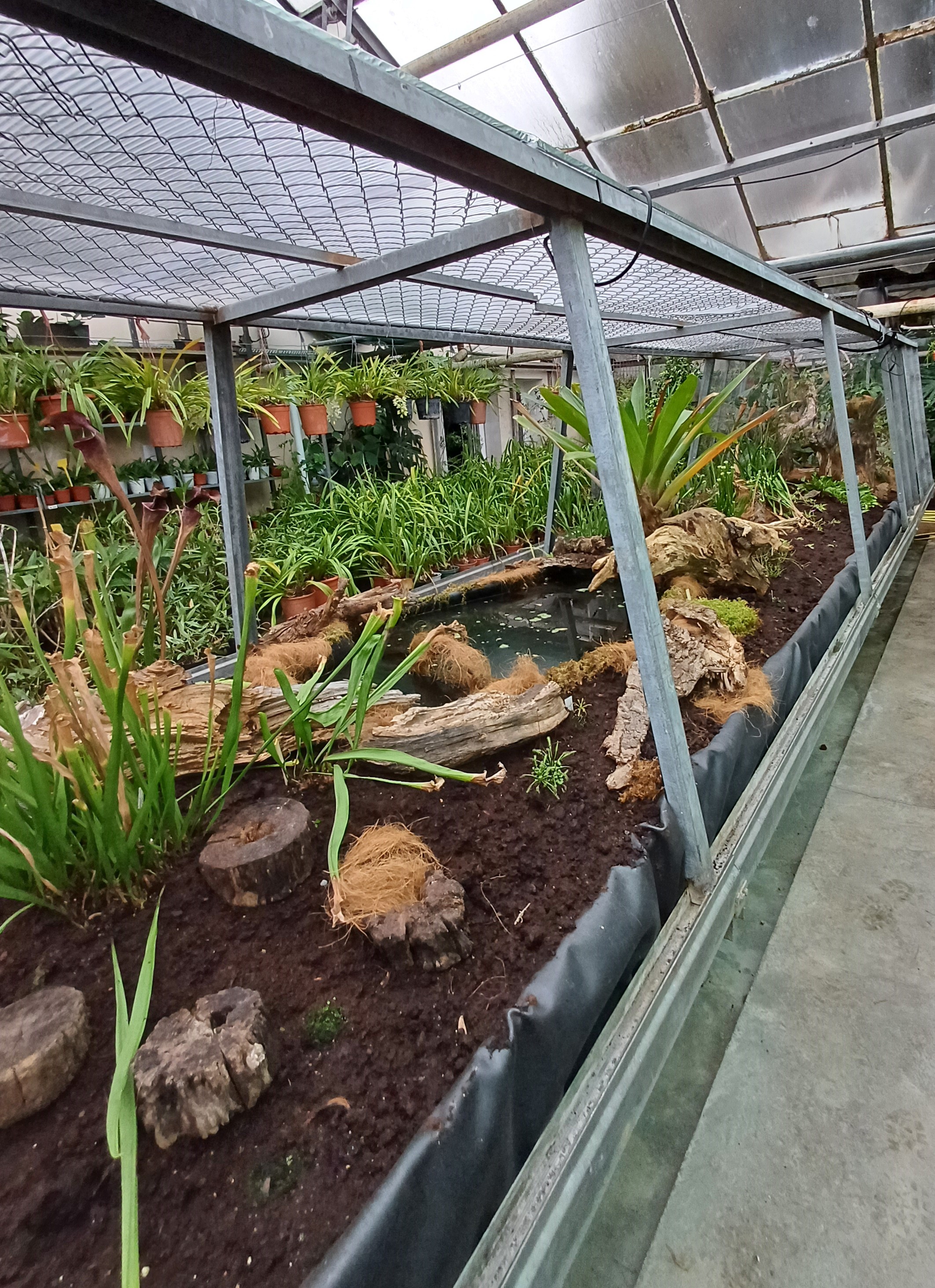 Botanická záhrada SPU obnovila expozíciu mäsožravých rastlín | SPU Nitra