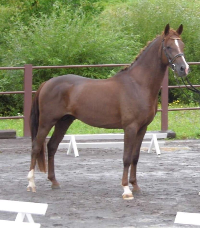 Spolupráca SPU s génovou bankou pomôže zachrániť ohrozené plemeno koní ...